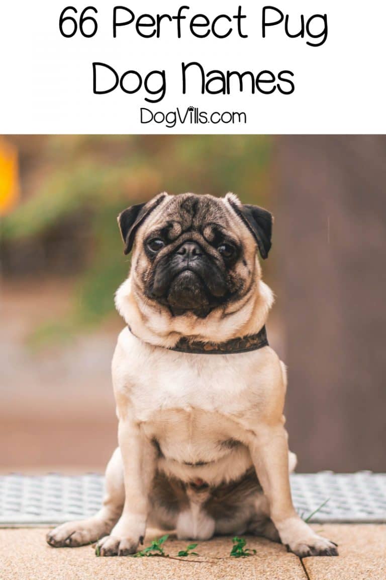 180 Perfect Pug Dog Names for Male & Female Pups - DogVills