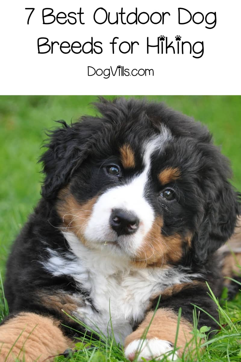 7 Best Outdoor Dogs for Hiking - DogVills