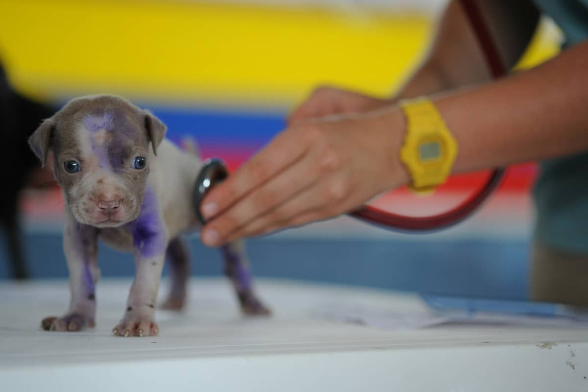 Handling Vet Care Needs During Self-Seclusion - DogVills