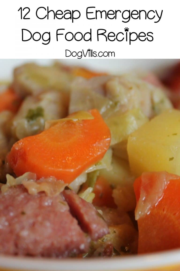 12 Cheap Dog Food Recipes to Try When Food is Scarce - DogVills