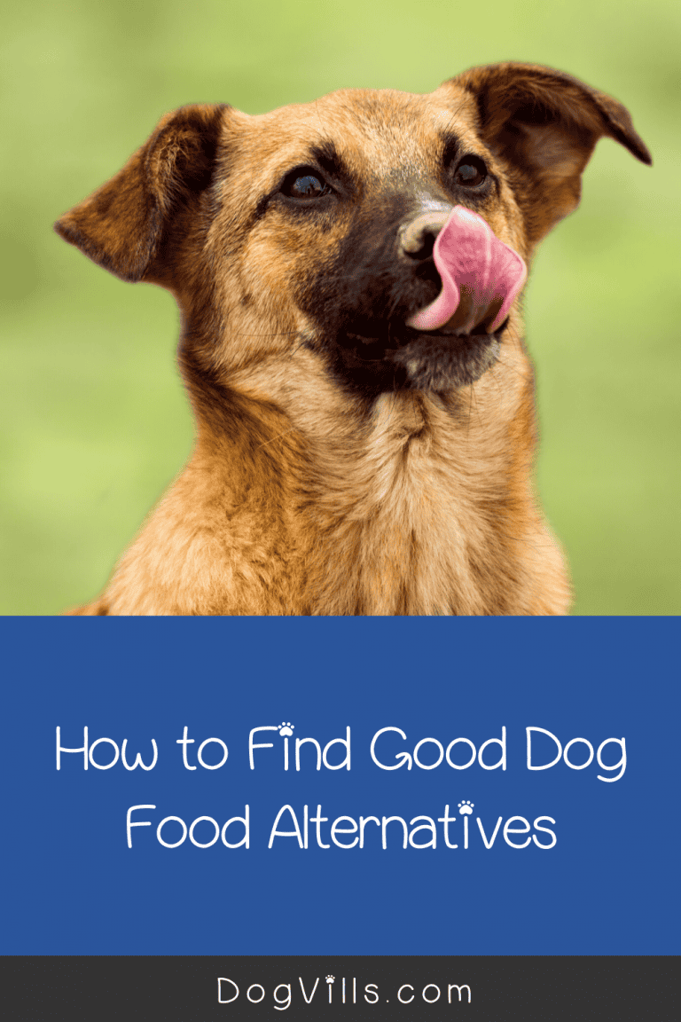 Dog Food Alternatives: What to Buy When Your Usual Brand is Gone - DogVills