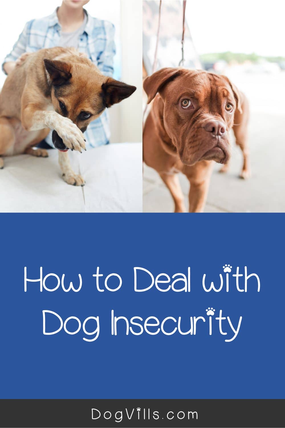 Insecure Dog Symptoms and How You Can Help - DogVills