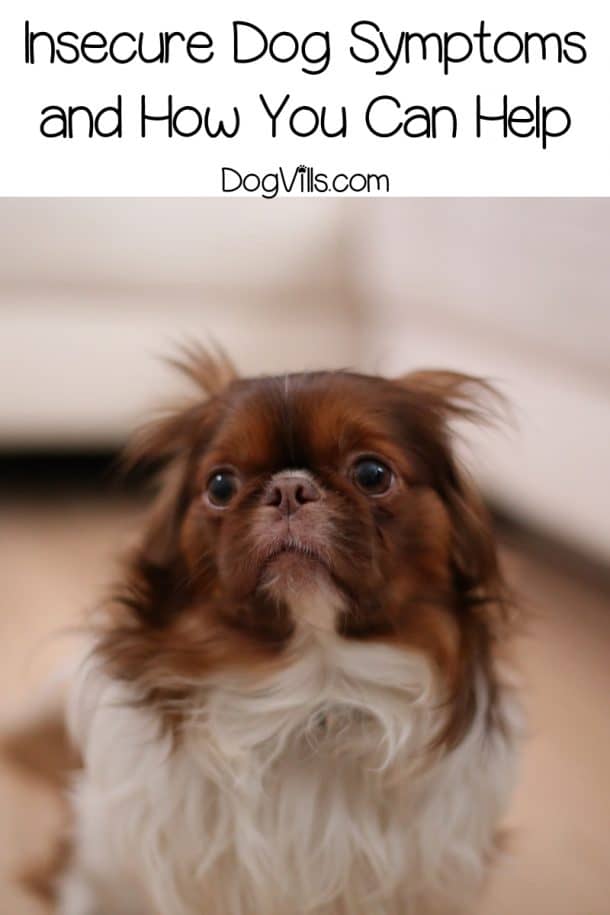 Insecure Dog Symptoms and How You Can Help - DogVills