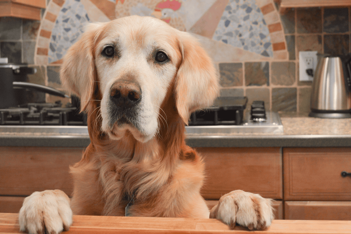 7 Ways to Tell If Your Dog Respects You - DogVills