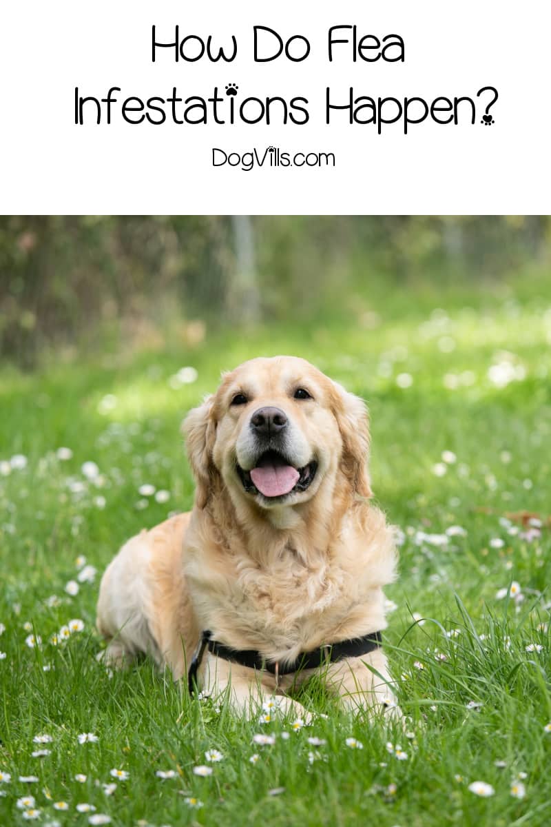 How to Manage a Flea Infestation in Your Bed & Beyond - DogVills