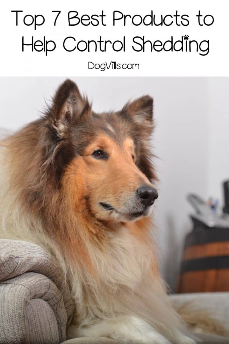 Top 7 Best Shed-Control Products For Your Dog - DogVills