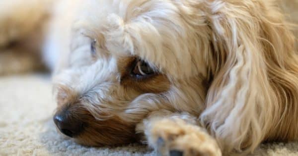 Top 5 Best Dog Beds for Cavapoos (with Complete Reviews)