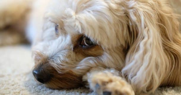 Top 5 Best Dog Beds for Cavapoos (with Complete Reviews)