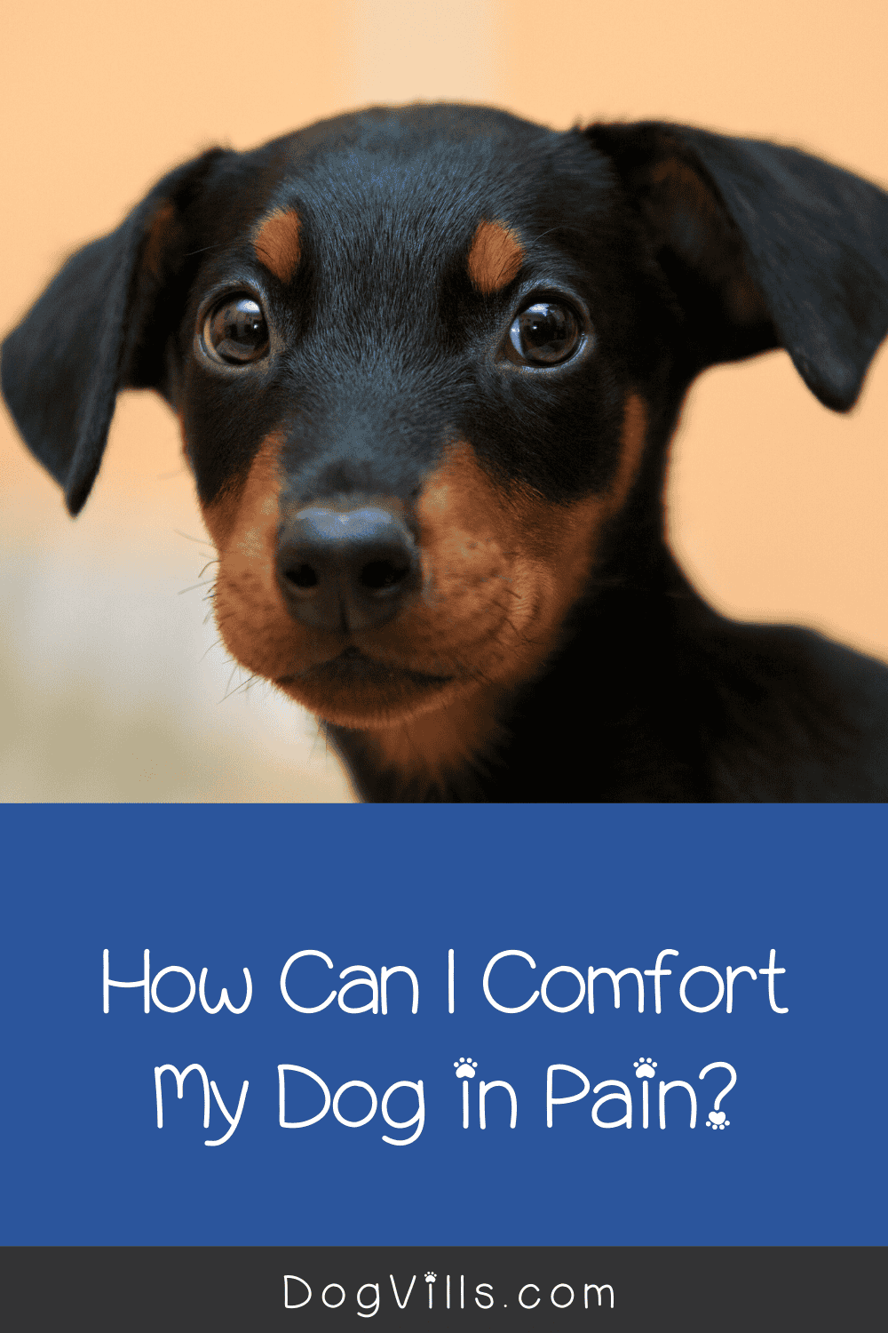 5 Simple Methods for Easing Pain in Dogs at Home- DogVills