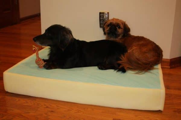 Top 5 Best Dog Beds for Cavapoos (with Complete Reviews)