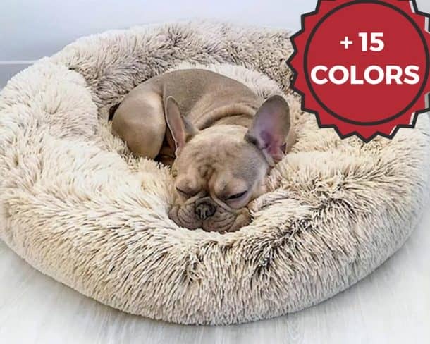 Top 5 Best Dog Beds for Cavapoos (with Complete Reviews)