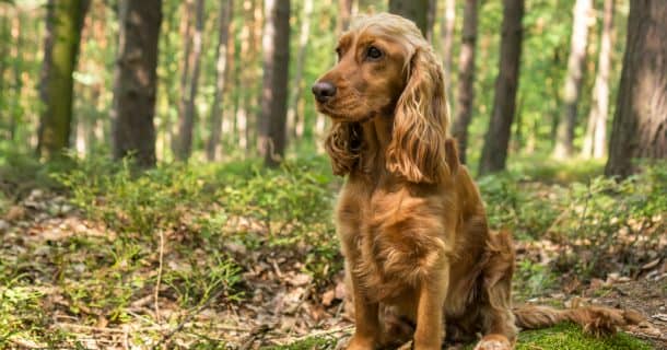 Are Cocker Spaniels Hypoallergenic Dogs? - DogVills