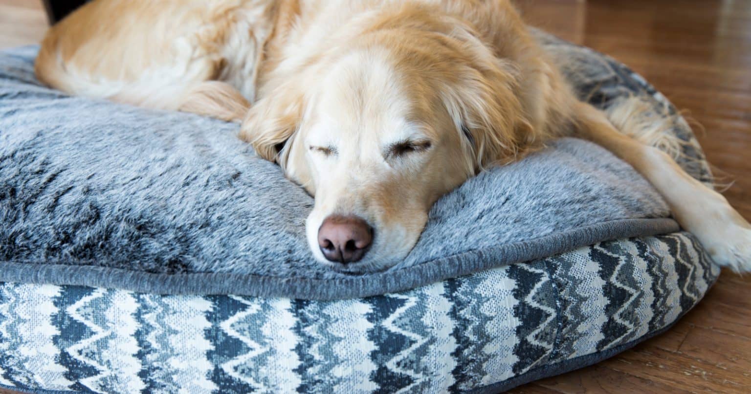 10 Reasons Why Your Dog Flips His Bed Over - DogVills