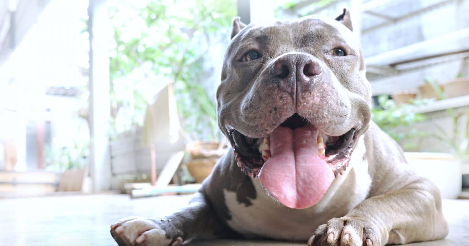Pitbull-Dachshund Mix: Everything You Need to Know - DogVills