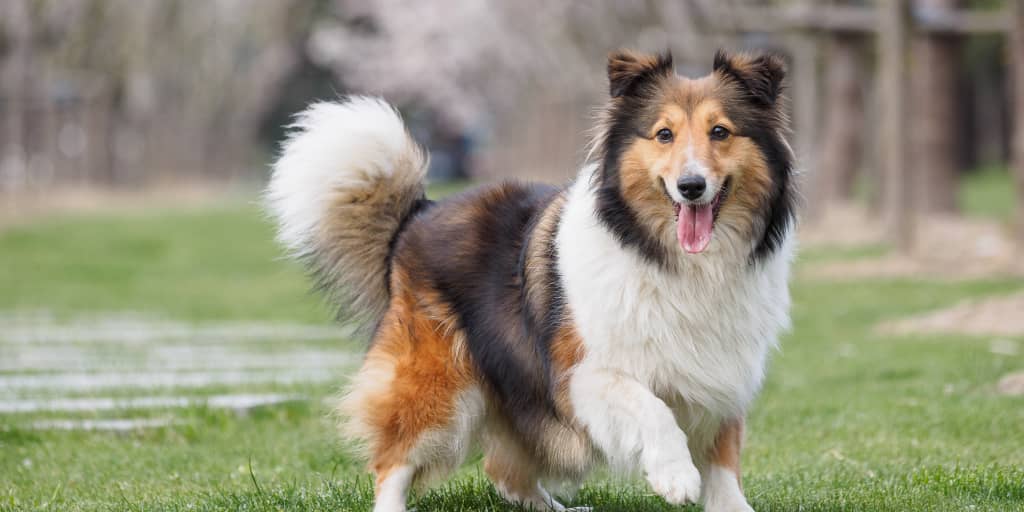 Top 16 Medium Dog Breeds Between 20 and 40 Pounds - DogVills