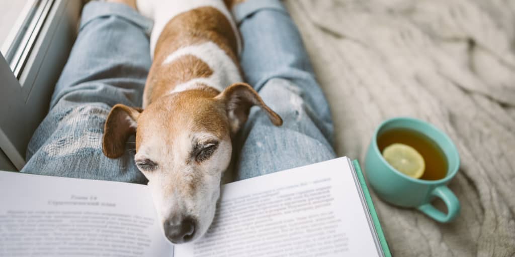 100 Truly Epic Dog Names After Book Characters - DogVills