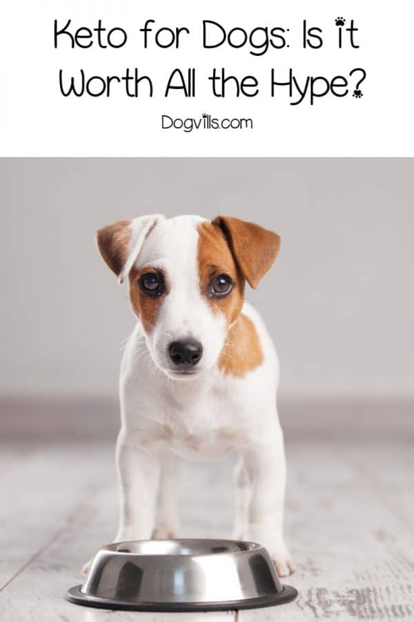 Keto for Dogs - Does the Canine Ketogenic Diet Live Up to the Hype?