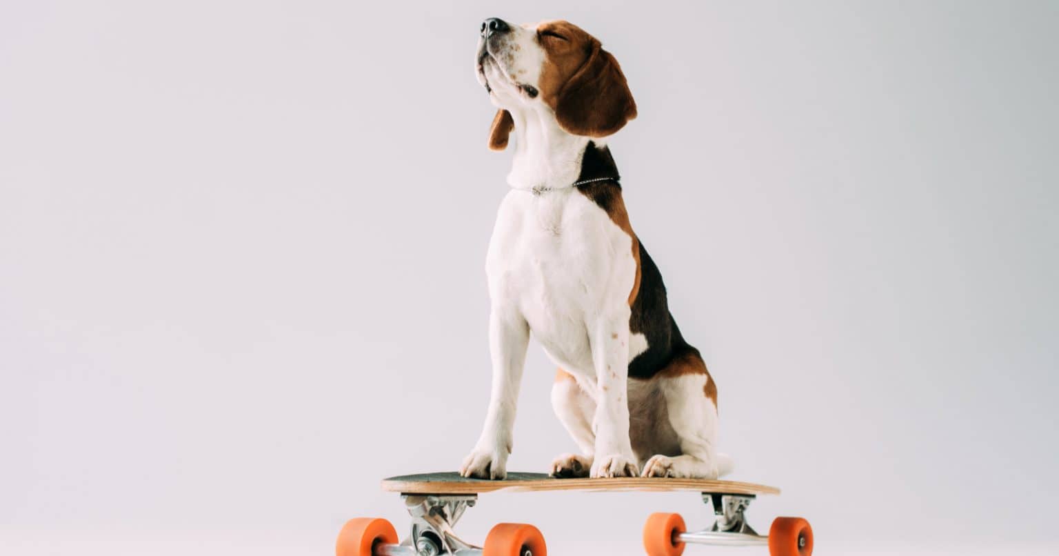100 Perfect Skater Dog Names - DogVills