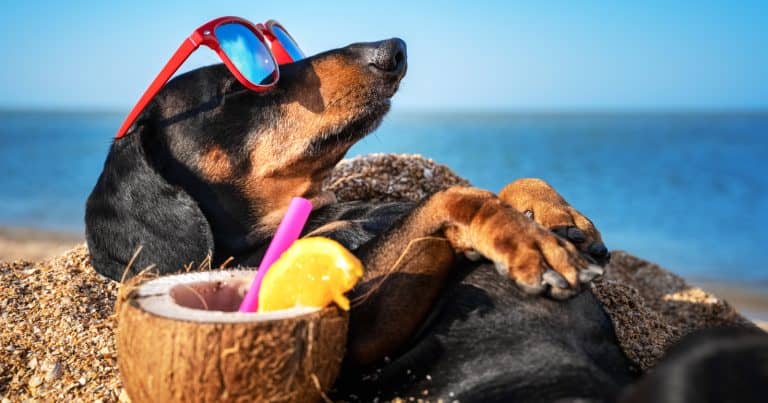 76 Sunny Dog Names That Are Just Too Sweet - DogVills