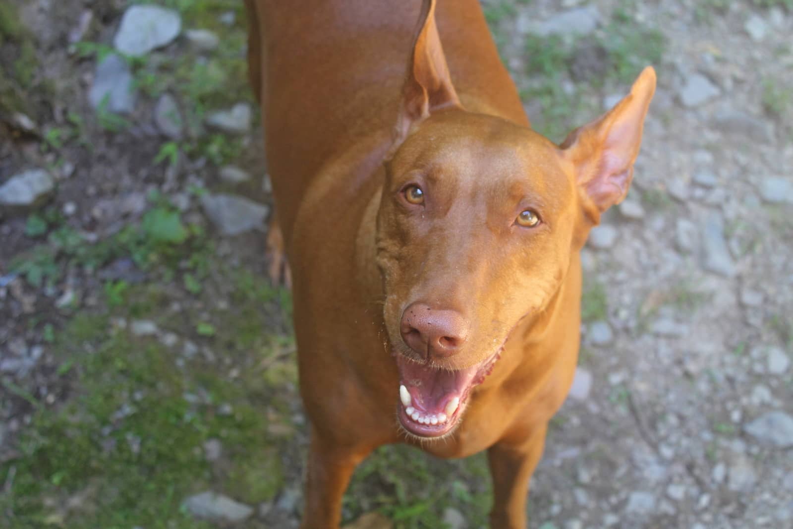 Because Animals Noochies Review: Are They Worth All the Hype? - DogVills