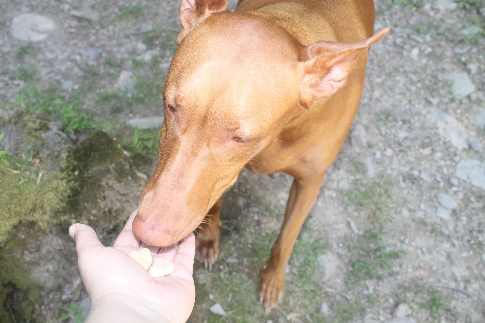 Because Animals Noochies Review: Are They Worth All the Hype? - DogVills