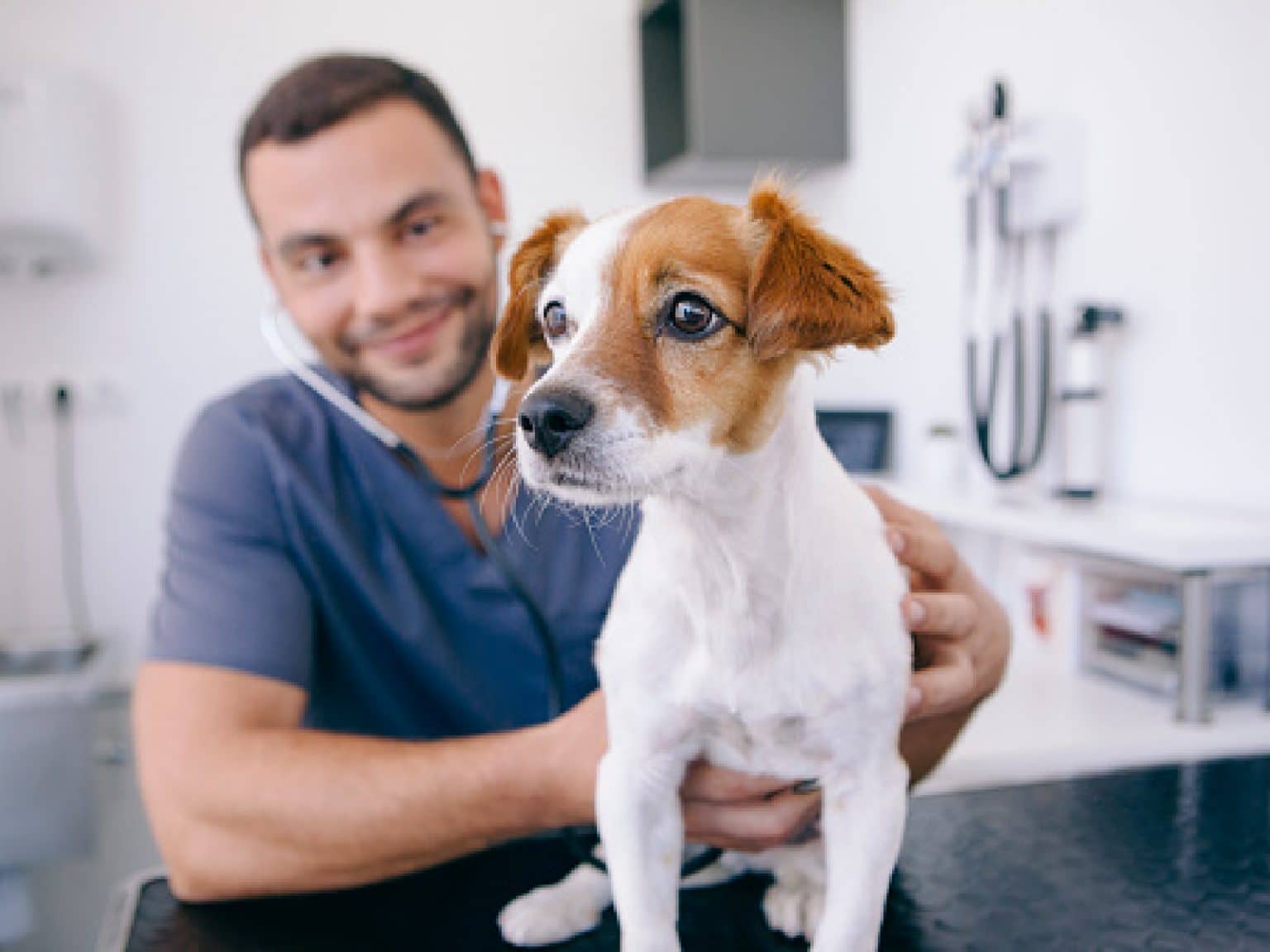 Dog Yelps When Touched: What Causes It & What Can You Do?