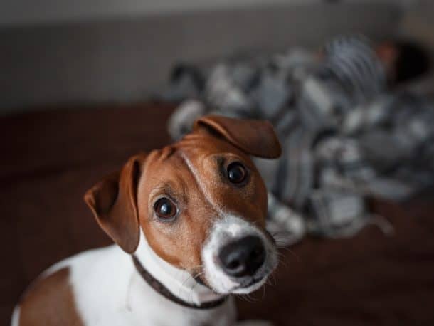 Dog Yelps When Touched: What Causes It & What Can You Do?