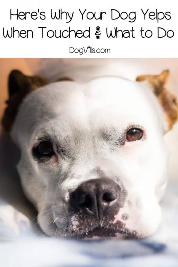 Dog Yelps When Touched: What Causes It & What Can You Do?