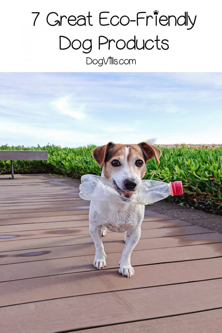 Top 6 Best Eco-Friendly Dog Products - DogVills