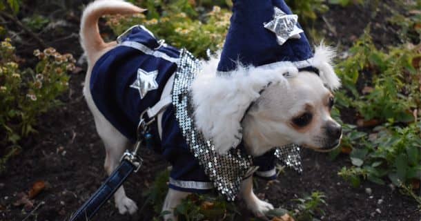 100 Outstanding Harry Potter Dog Names for Your Furry Little Wizard ...