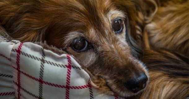 6 Tips on How to Prevent an Older Dog From Falling Off The Bed - DogVills