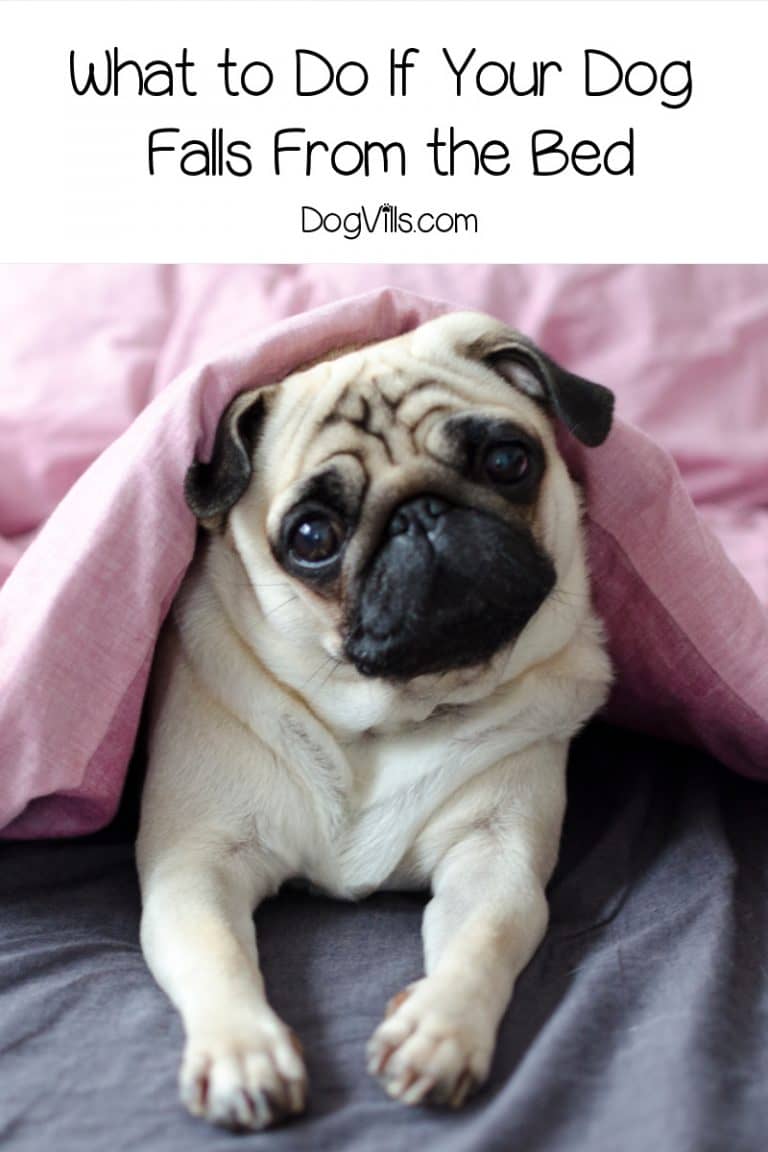 6 Tips on How to Prevent an Older Dog From Falling Off The Bed - DogVills