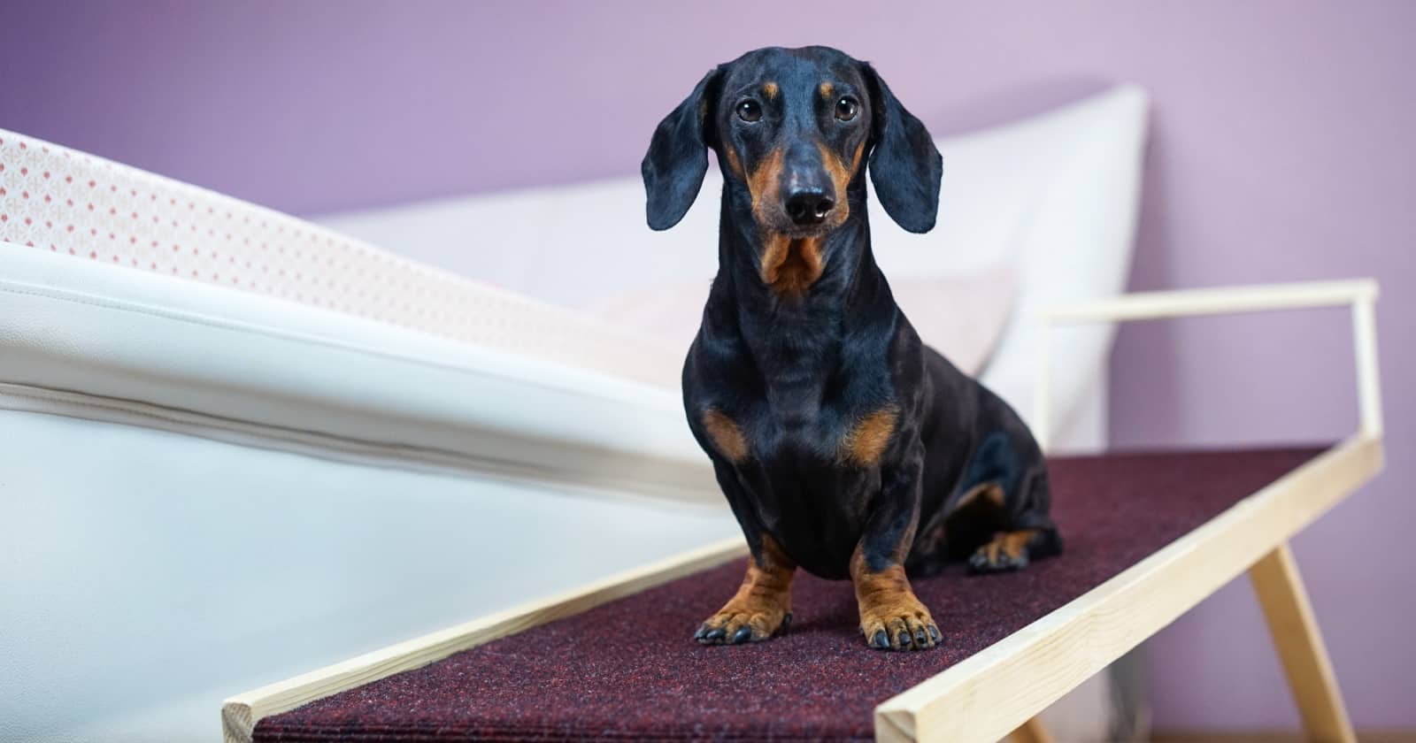 6 Tips on How to Prevent an Older Dog From Falling Off The Bed - DogVills