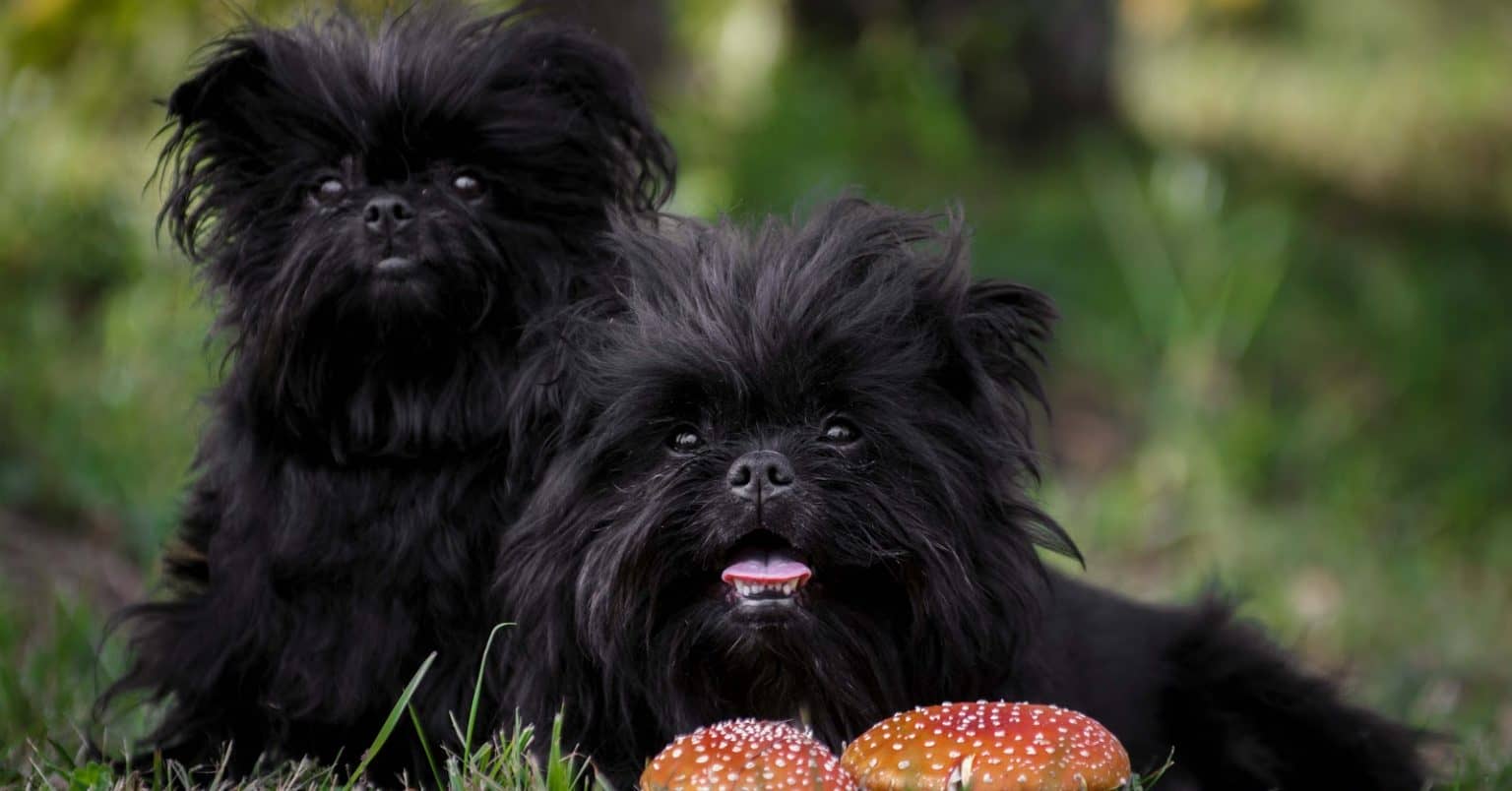 7 Magnificent Hypoallergenic Dogs With Low Energy - DogVills