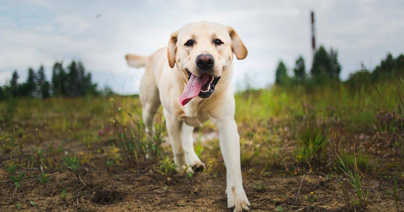 8 Common Dog Tail Types Explained (with Examples) - DogVills