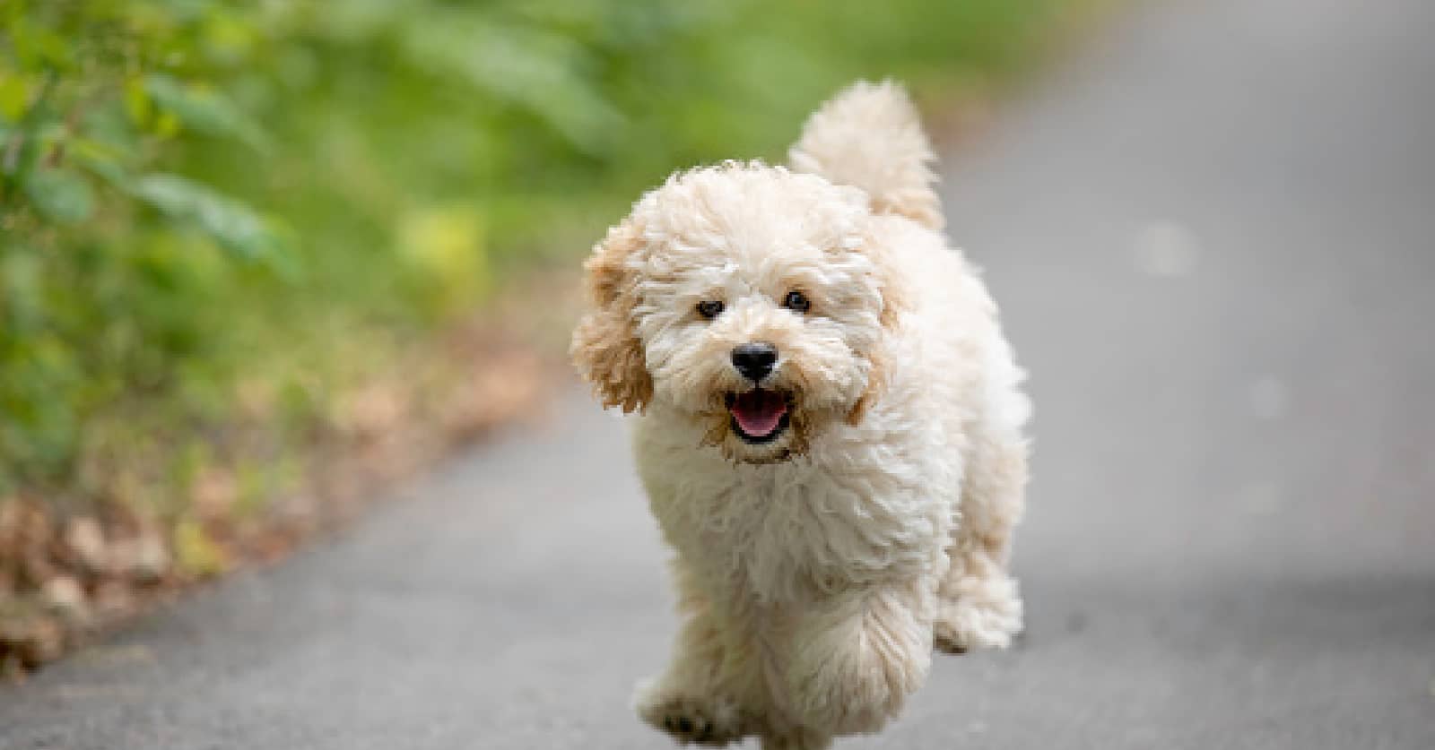7 Magnificent Hypoallergenic Dogs With Low Energy - DogVills