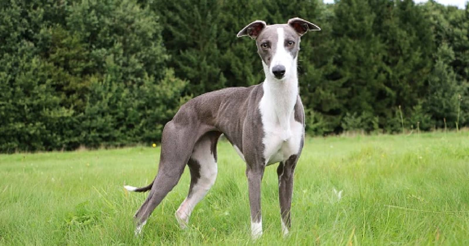 Top 10 Dog Breeds For Nurses (Especially Those Who Live Alone) - DogVills