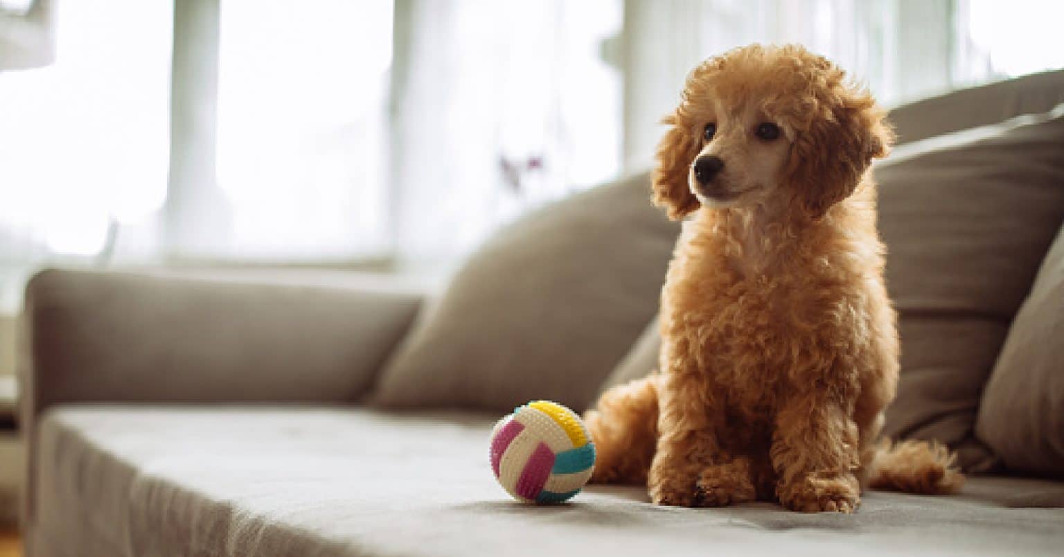 100 Amazing Apricot Dog Names for Your Golden Beauty - DogVills