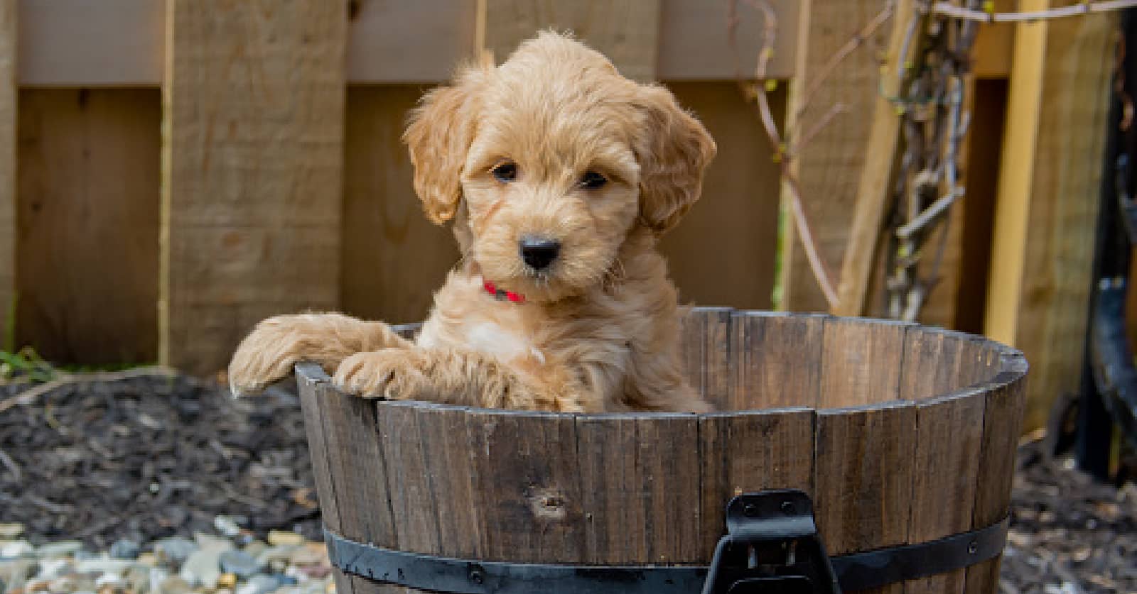 100 Amazing Apricot Dog Names for Your Golden Beauty - DogVills