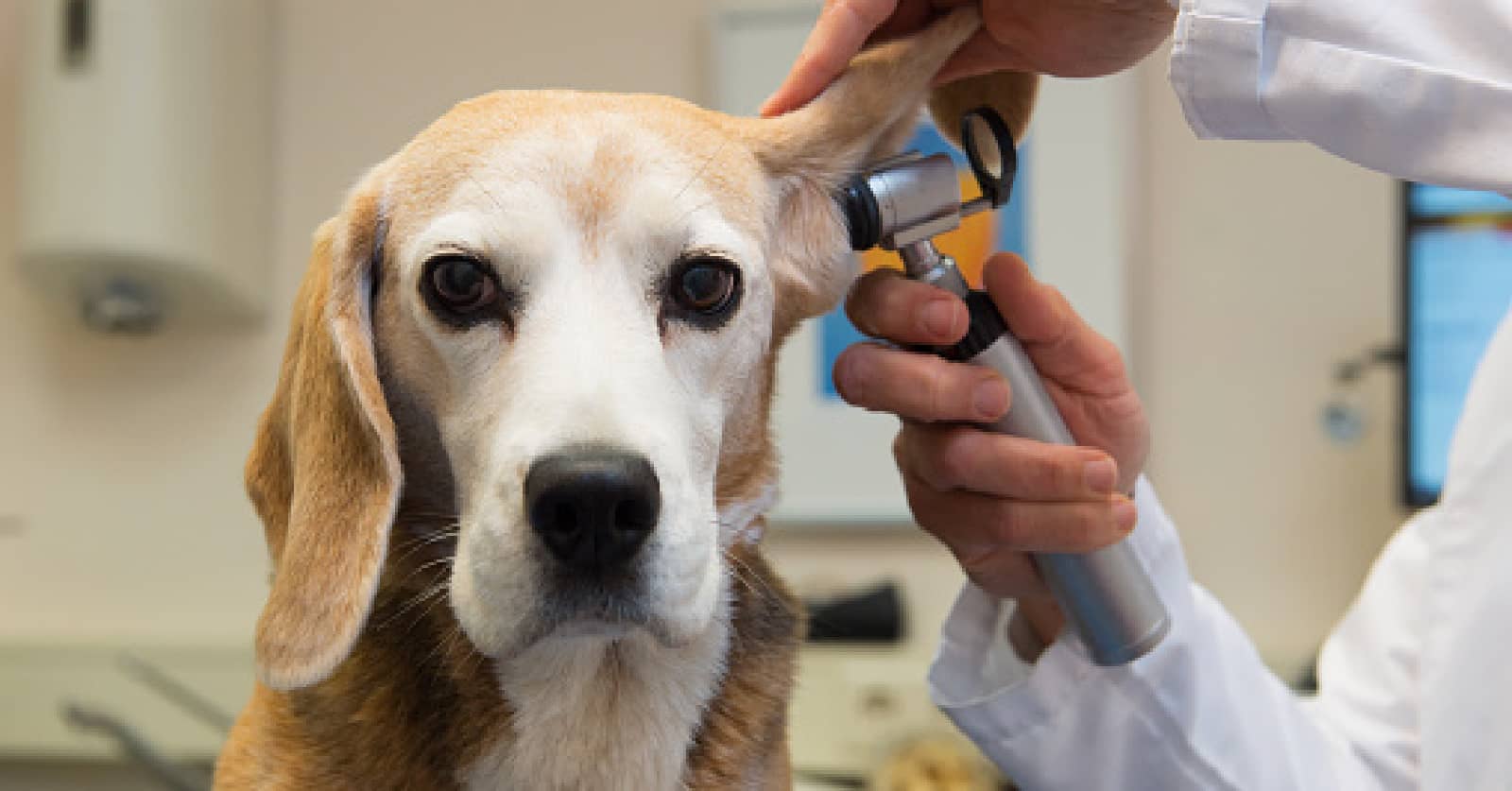 Ear Infection in Dogs: Symptoms to Look For, Causes, and Treatment ...