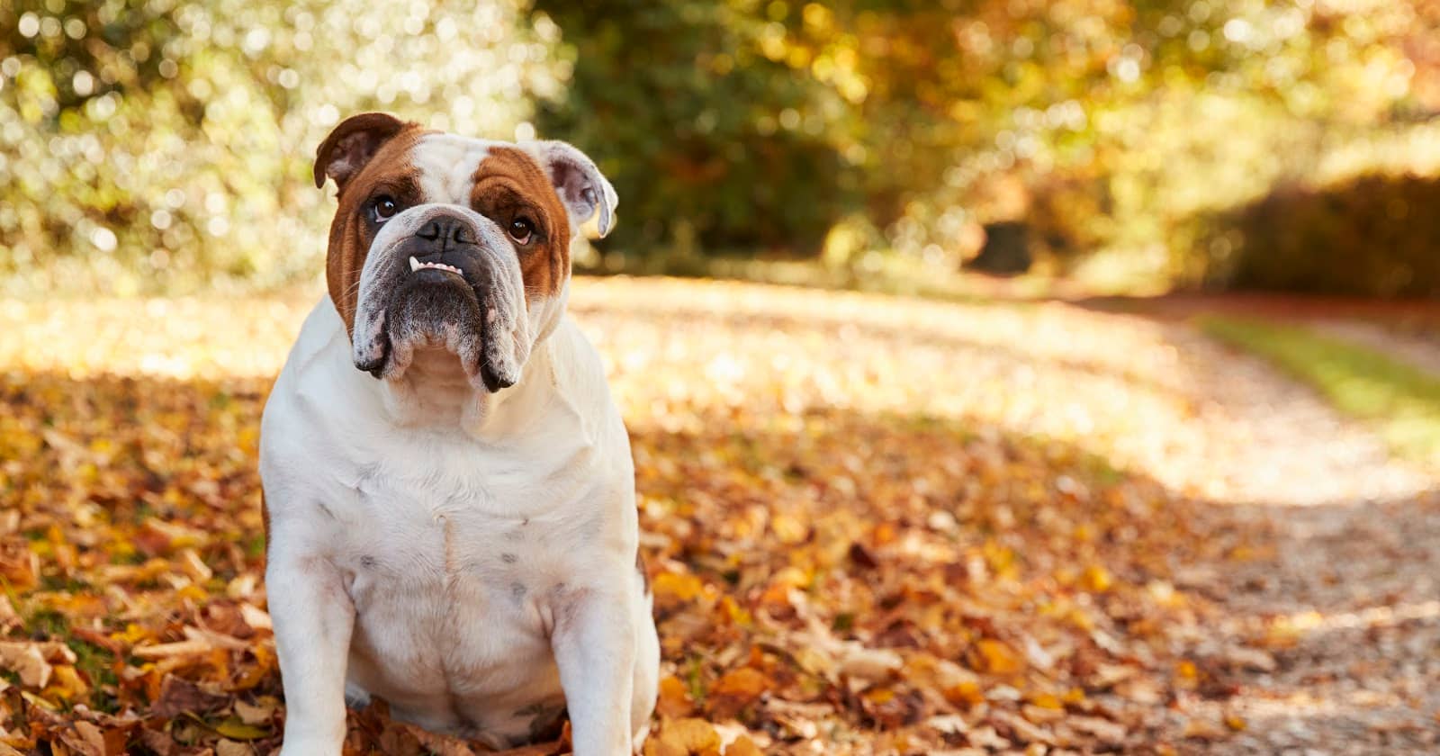 Top 10 Most Calm Dog Breeds for Your Chilled Lifestyle - DogVills