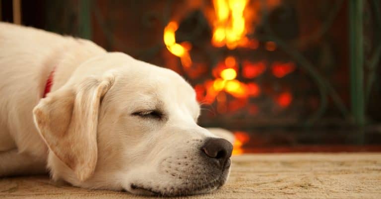 110 Fantastic Fiery Dog Names for Your New Pup - DogVills