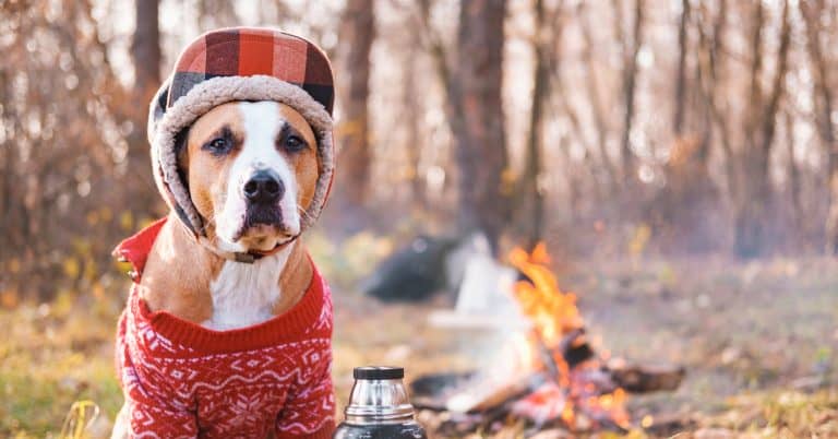 110 Fantastic Fiery Dog Names for Your New Pup - DogVills