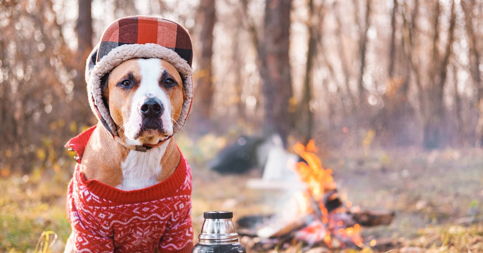 110 Fantastic Fiery Dog Names for Your New Pup - DogVills