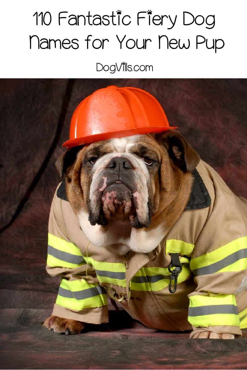 110 Fantastic Fiery Dog Names for Your New Pup - DogVills