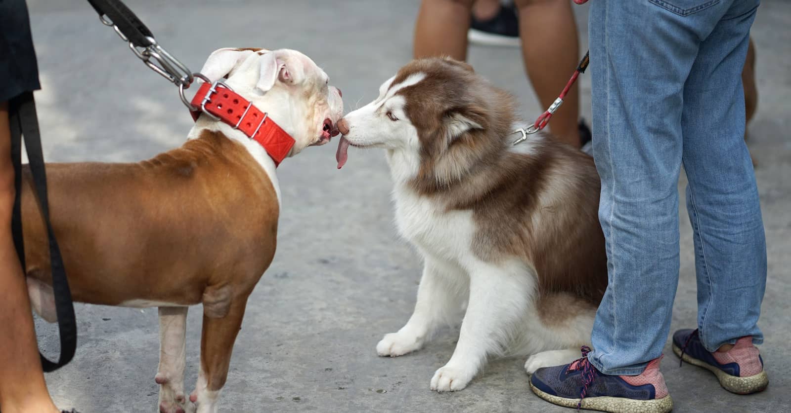7 Practical Tips on How to Introduce a Visiting Dog to Your Dog - DogVills
