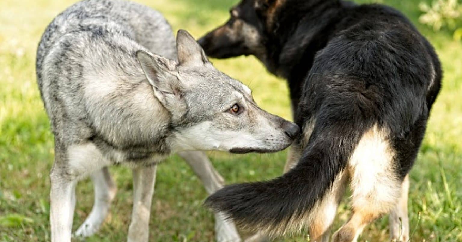 7 Practical Tips on How to Introduce a Visiting Dog to Your Dog - DogVills