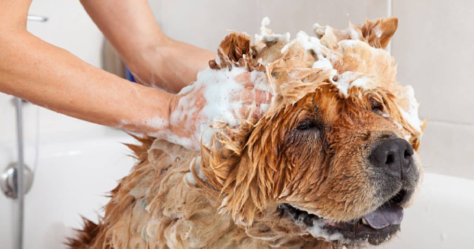 7 Best Hypoallergenic Dog Shampoos and Conditioners for Sensitive Skin