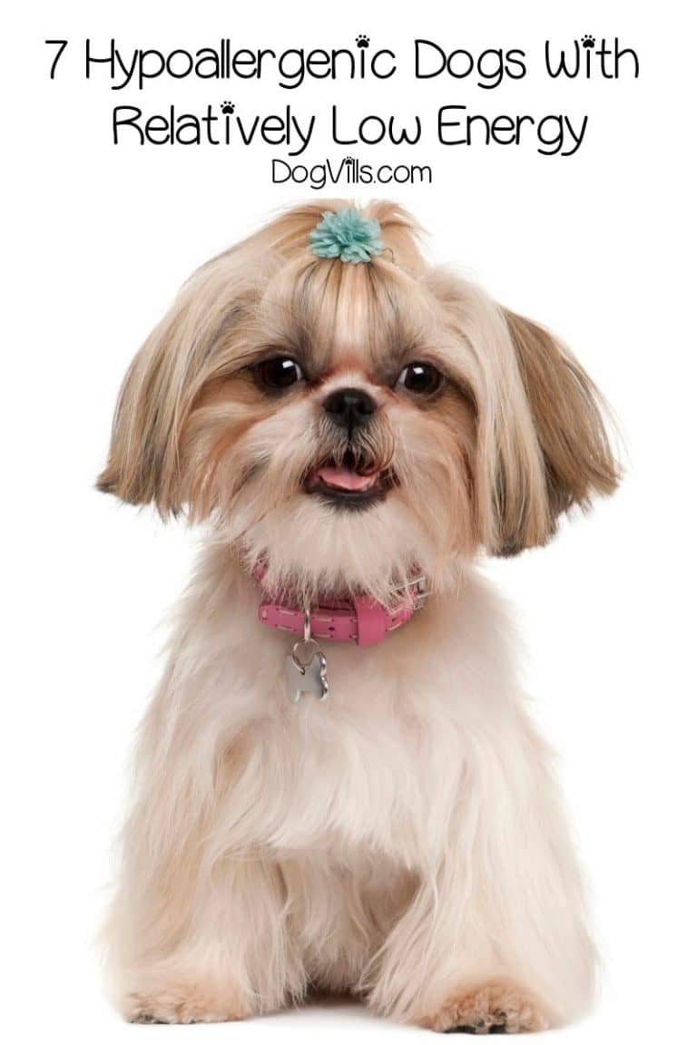 7 Magnificent Hypoallergenic Dogs With Low Energy - DogVills