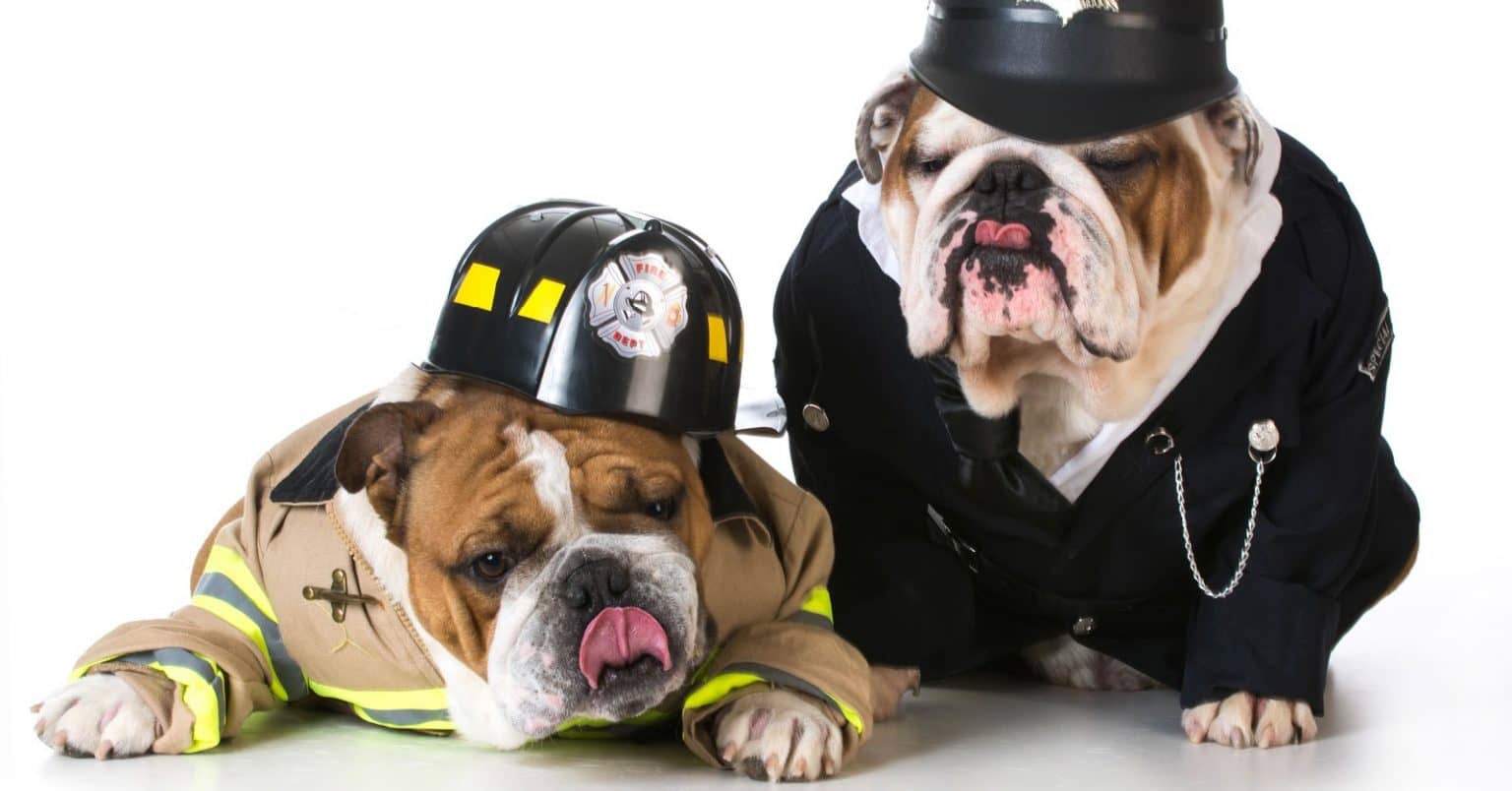 100 Fantastic Firefighter Dog Names for Males & Females - DogVills